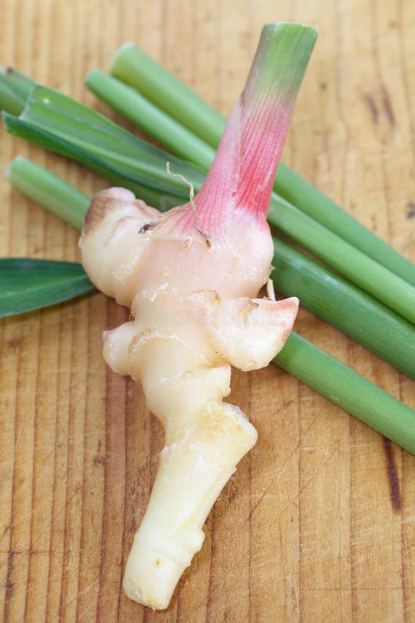 Ginger root stock photo. Image of organic, leaves, freshness - 42467042