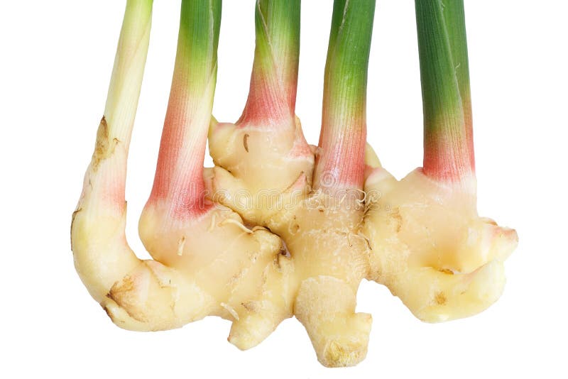Ginger root stock photo. Image of leaf, gourmet, greenery - 43831726 Ginger root stock photo. Image of leaf, gourmet, greenery - 43831726