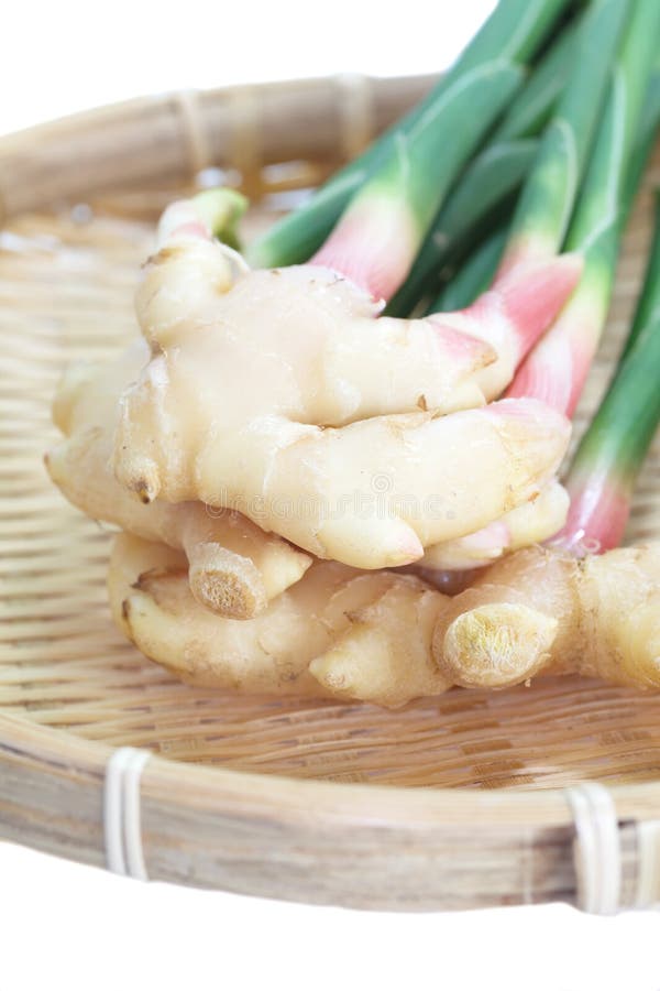 Ginger root stock photo. Image of ginger, asia, edible - 43831728 Ginger root stock photo. Image of ginger, asia, edible - 43831728