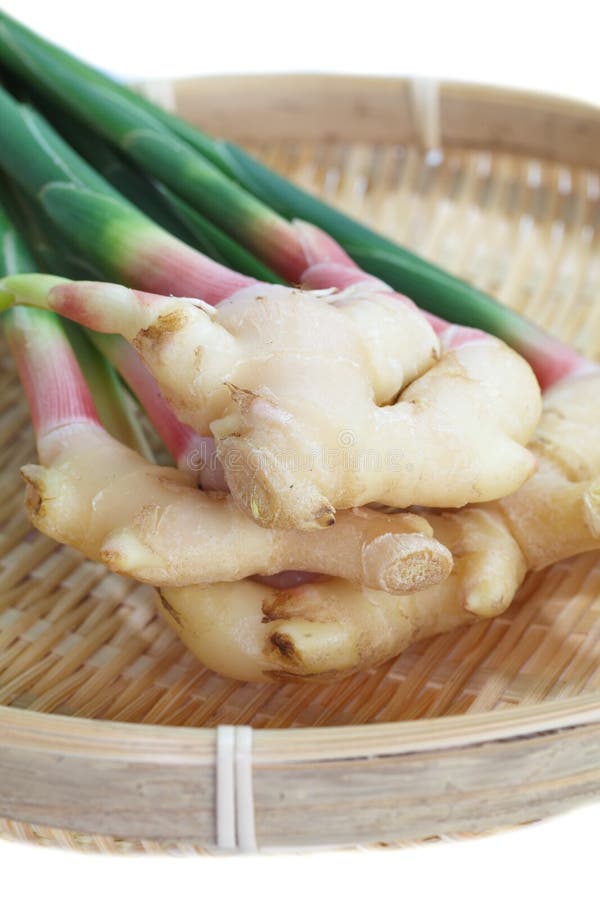 Ginger root stock photo. Image of fresh, herb, edible - 43831774 Ginger root stock photo. Image of fresh, herb, edible - 43831774