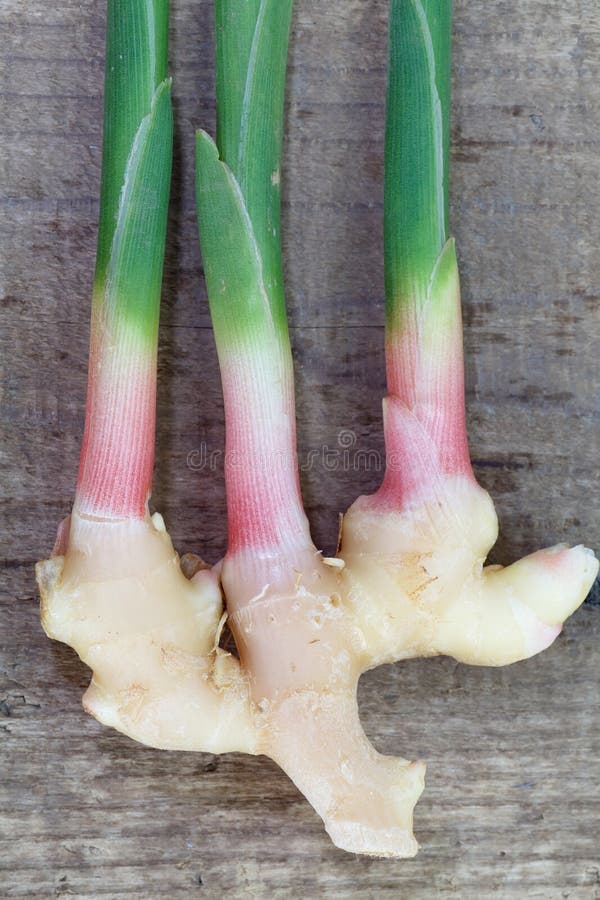 Ginger root stock image. Image of bunch, diet, edible - 43831905 Ginger root stock image. Image of bunch, diet, edible - 43831905