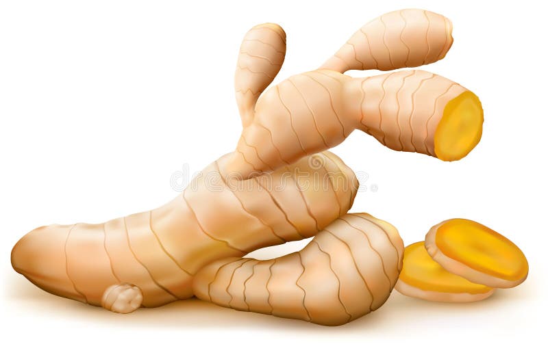 Ginger Root Cartoon Isolated Stock Illustration - Illustration of ...