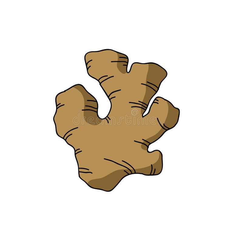 Ginger root doodle icon stock illustration. Illustration of medicine ...