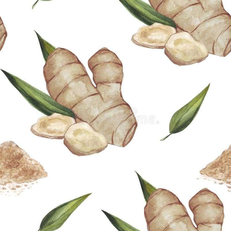 Ginger Root Hand Drawn Watercolor Illustration. Seamless Pattern Stock ... Ginger Root Hand Drawn Watercolor Illustration. Seamless Pattern Stock ...