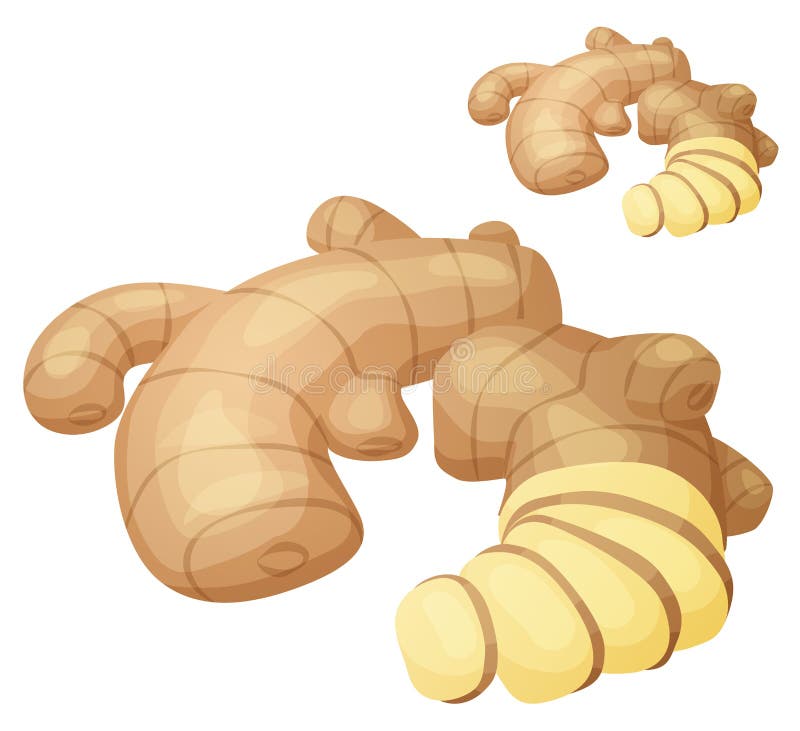 Ginger Root Illustration. Cartoon Vector Icon on White Background Stock ... Ginger Root Illustration. Cartoon Vector Icon on White Background Stock ...