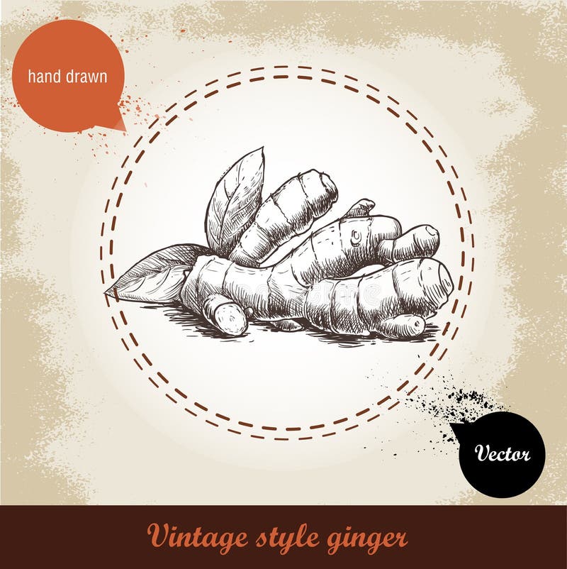 Ginger Root Illustration. Vintage Retro Background with Hand Drawn ...