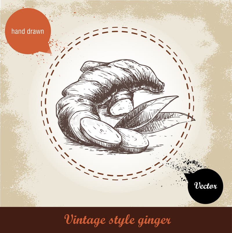 Ginger Root Illustration. Vintage Retro Background with Hand Drawn ...