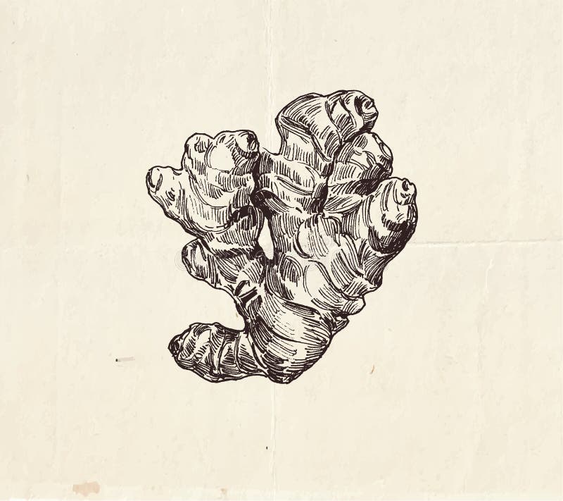 Ginger root ink drawings stock vector. Illustration of medicine - 202810088