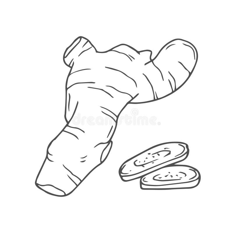 Ginger Root Isolated Outline Illustration in Vector Stock Illustration ...