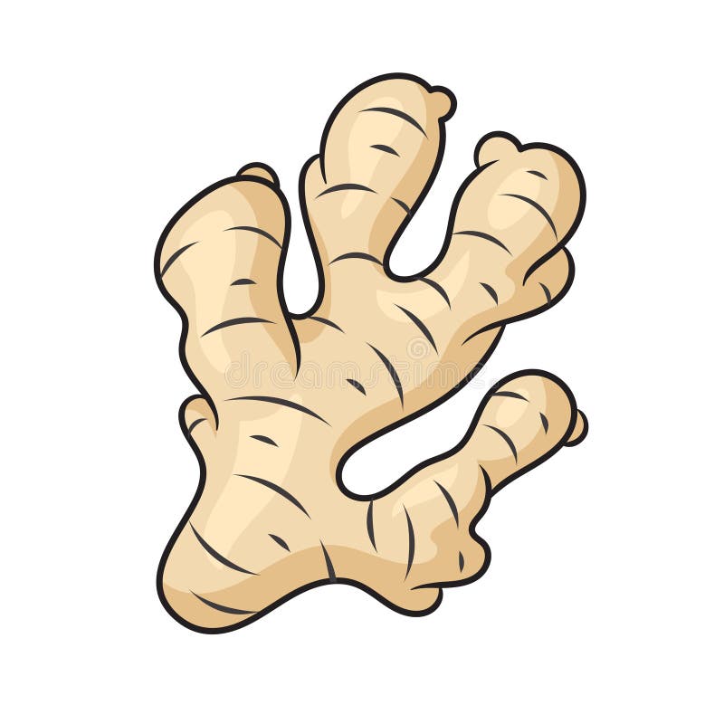 Ginger Root Schematic Medical Science Illustration Stock Illustration ...