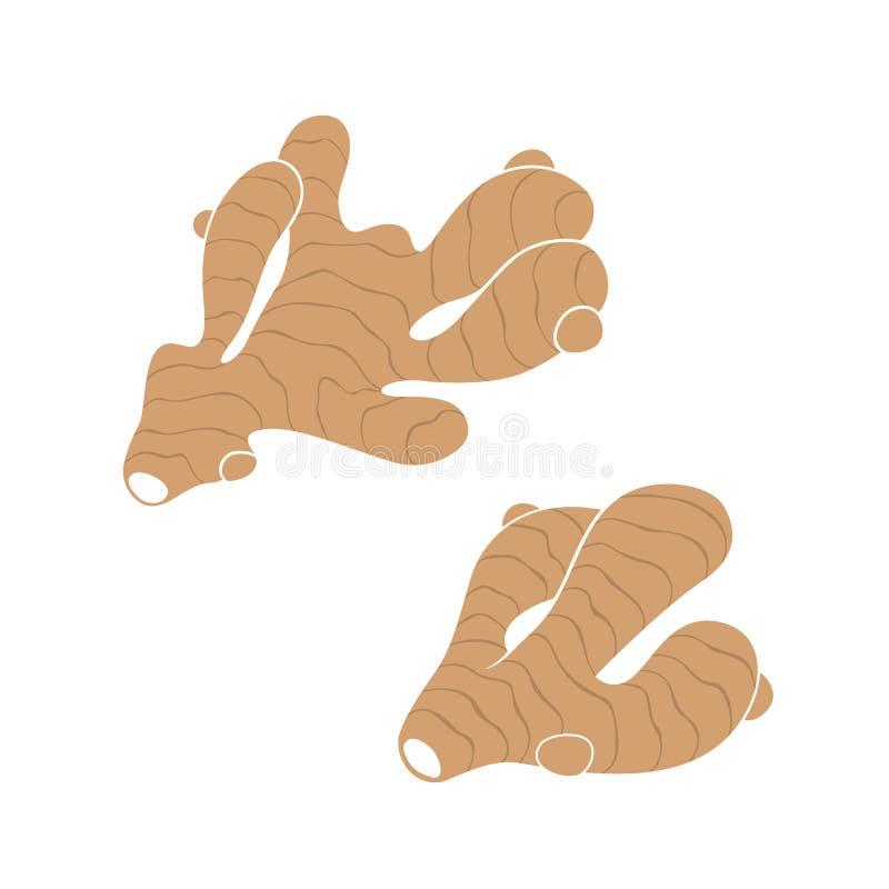 Ginger root set stock vector. Illustration of food, cartoon - 156639643