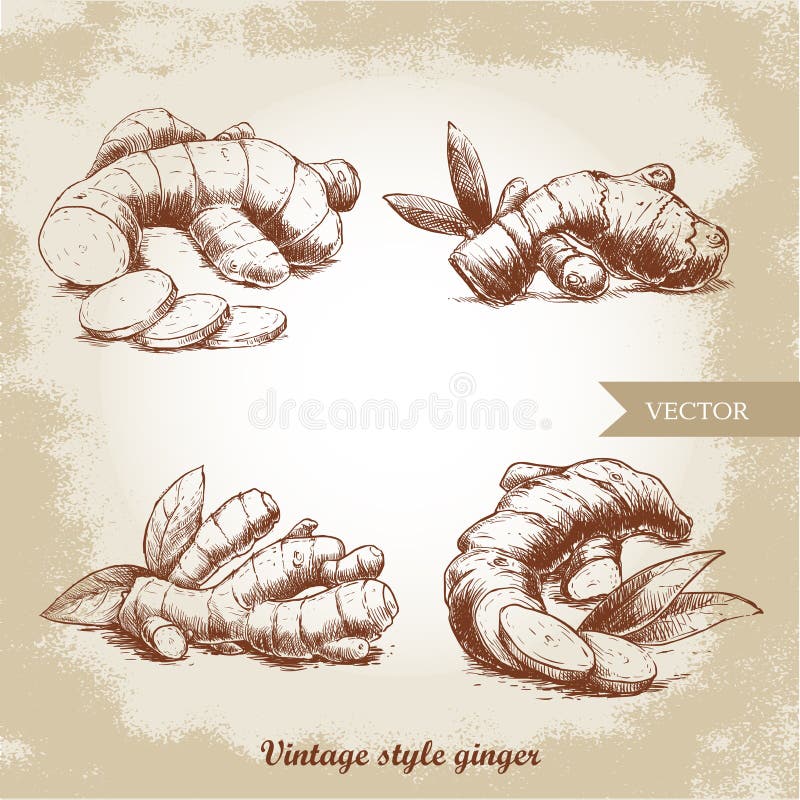 Ginger Root Set. Herbs and Spices Vector Illustration Stock Vector ...