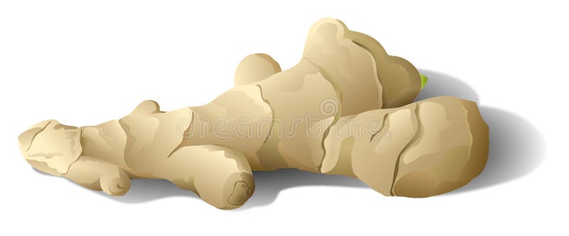 Ginger Root Cartoon Isolated Stock Illustrations – 535 Ginger Root ...