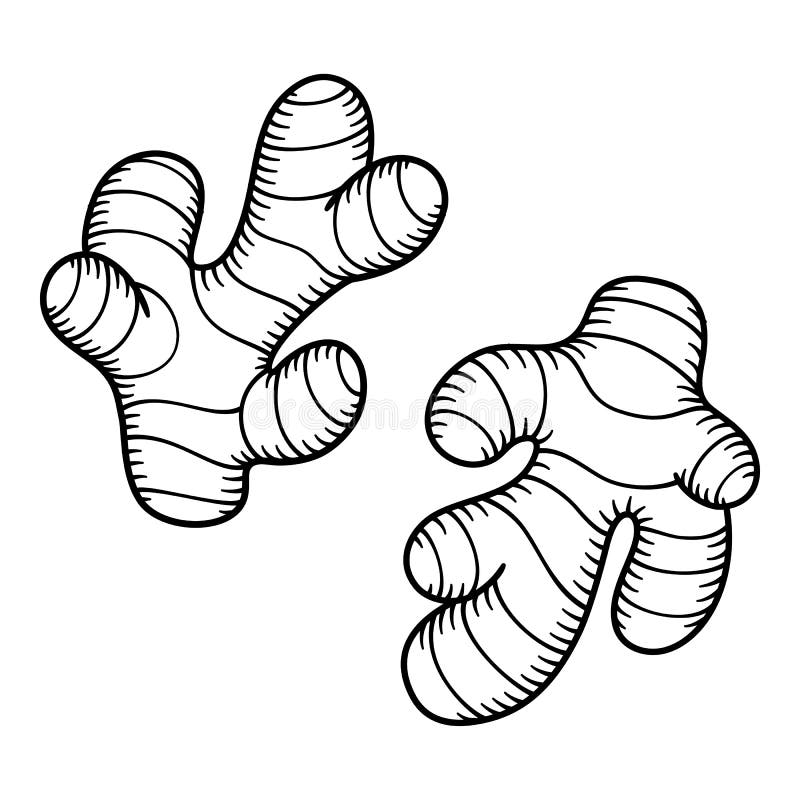 Ginger root sketch stock vector. Illustration of aroma - 61962125 Ginger root sketch stock vector. Illustration of aroma - 61962125
