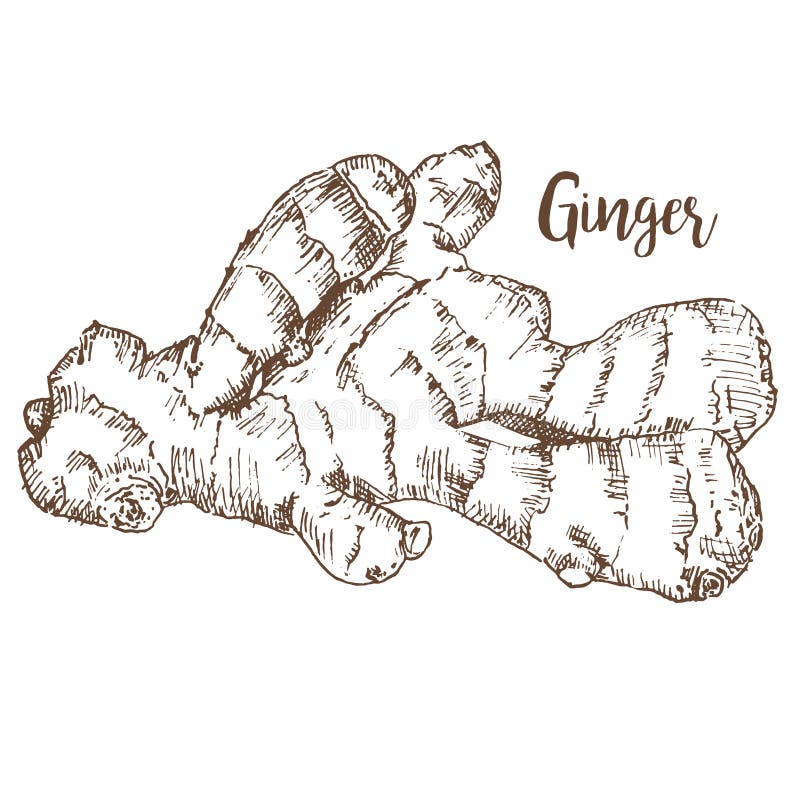 Ginger Root Sketch Isolated on White Background Hand Drawn Organic ... Ginger Root Sketch Isolated on White Background Hand Drawn Organic ...