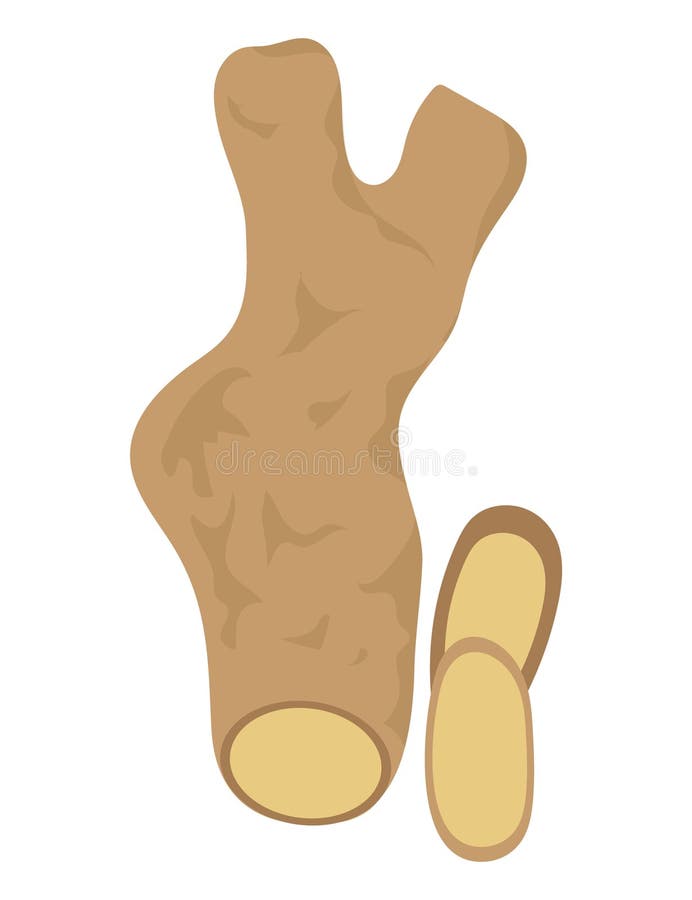 Ginger Root and Slice Illustration. Realistic Drawing of Fresh Ginger ...