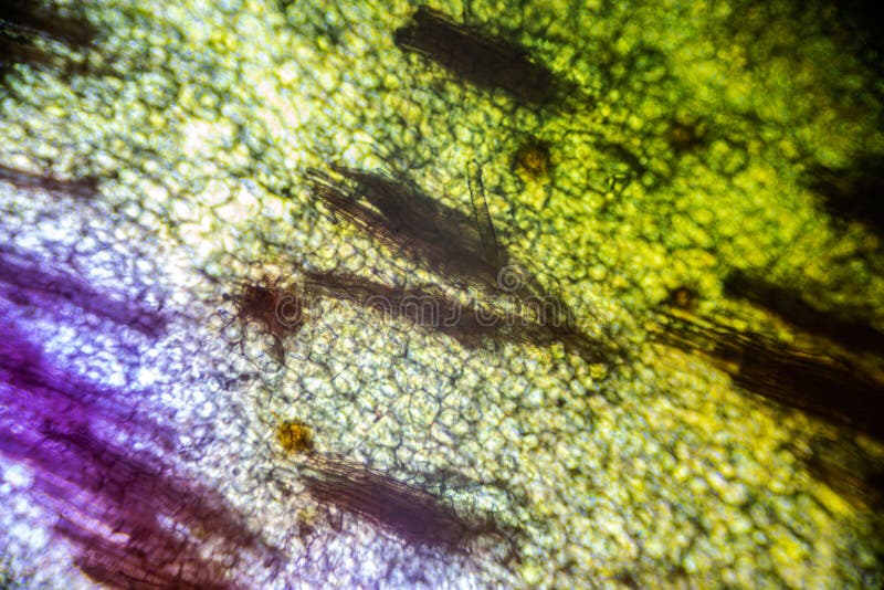 A Ginger Root Under the Light Microscope Stock Image - Image of slice ...