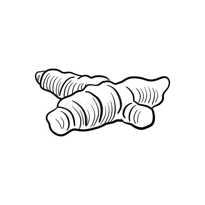 Ginger Root, Vector Drawing Sketch of Vegetable Stock Vector ...