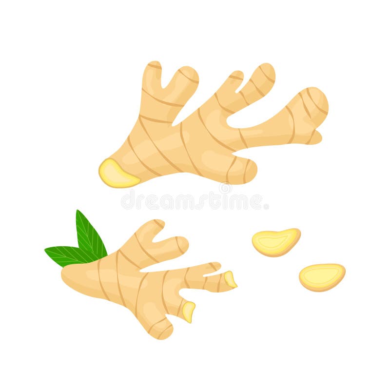 Ginger Root Vector Illustration with Pieces of Ginger Stock Vector ...