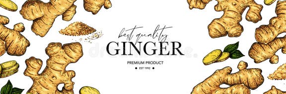 Ginger Root Vector Label. Root, Ginger Pieces and Powder Vector Drawing ...