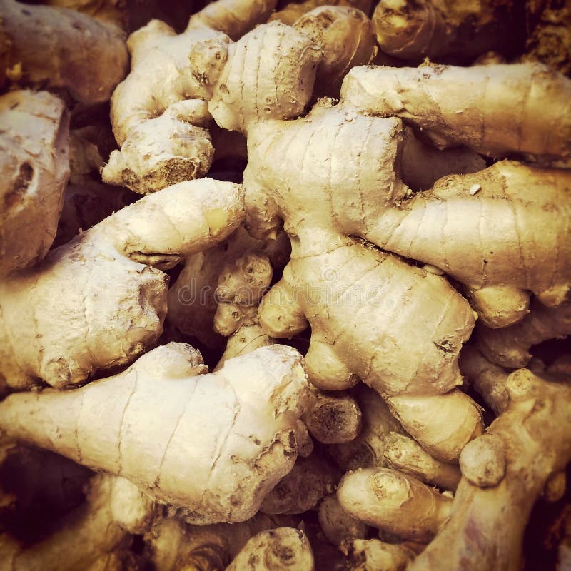 Ginger roots stock image. Image of colour, brown, color - 41305427