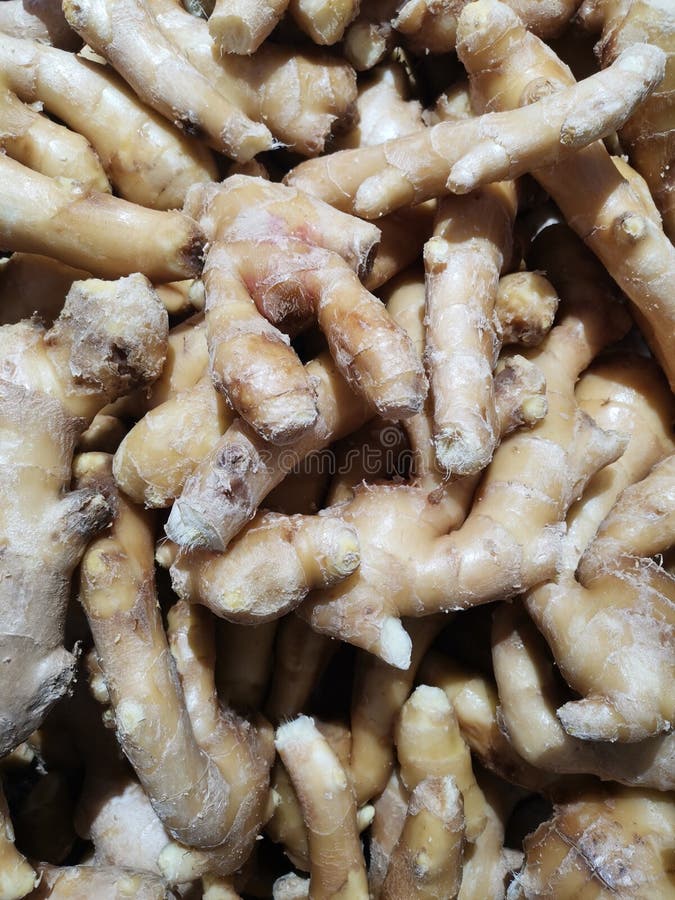 Ginger roots stock photo. Image of indian, healthy, root - 209725440