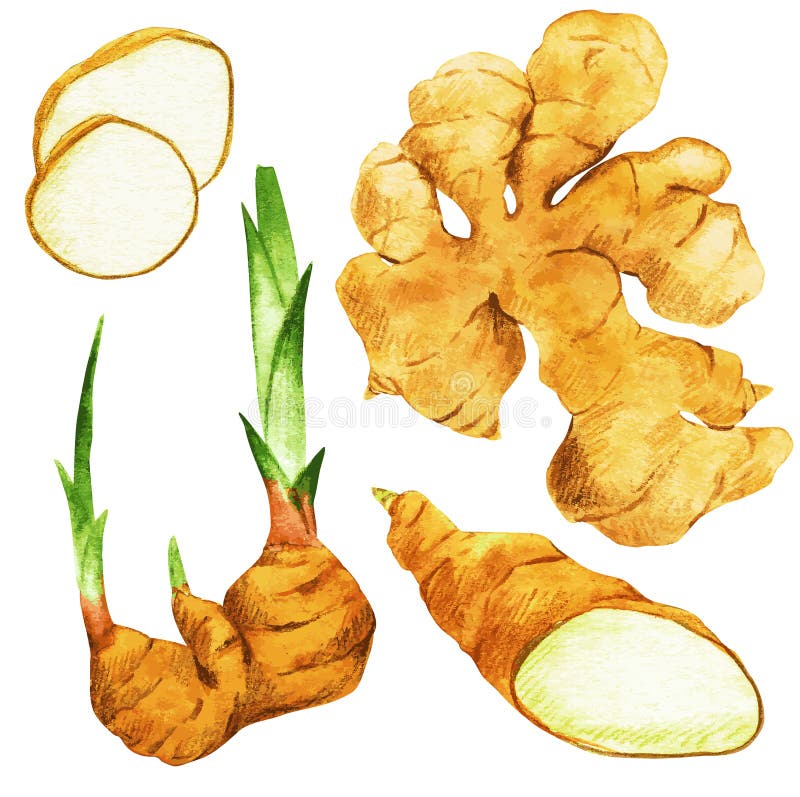 Plant Roots Watercolor Stock Illustrations – 229 Plant Roots Watercolor ...