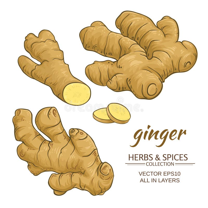 Ginger roots vector set stock vector. Illustration of organic - 81183697