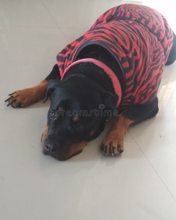 Ginger stock photo. Image of hound, petstagram, pets - 166774270