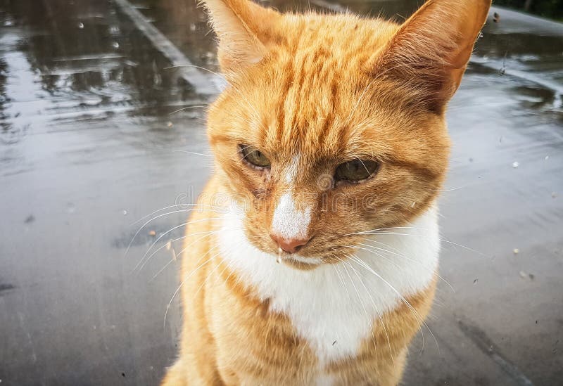 1,960 Ginger Sad Cat Stock Photos - Free & Royalty-Free Stock Photos ...