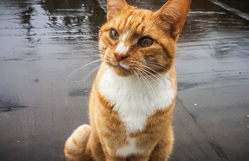 1,960 Ginger Sad Cat Stock Photos - Free & Royalty-Free Stock Photos ...