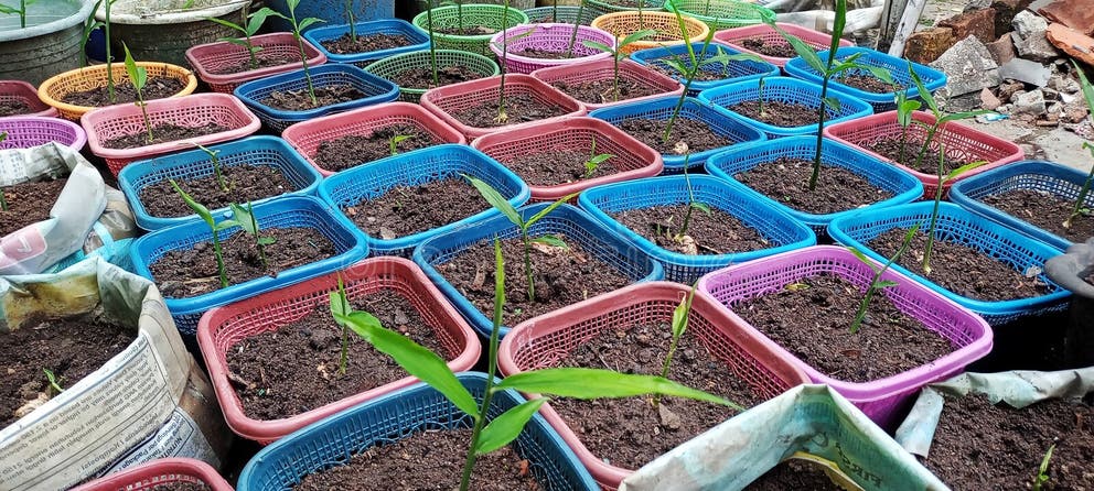 Ginger Seedlings, Red & Elephant Ginger in Baskets, Ready To Plant ...