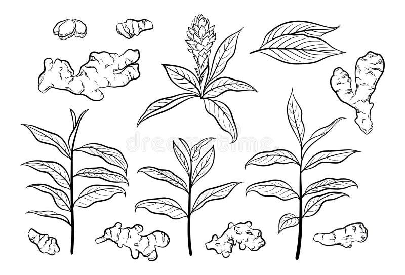 Ginger, Set of Pictograms stock vector. Illustration of leaf - 161162376