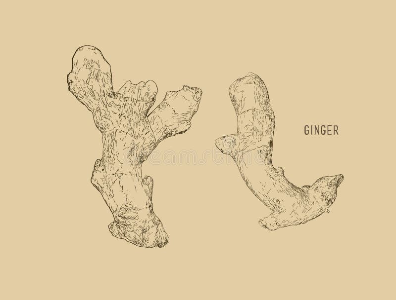 Ginger set sketch vector. stock vector. Illustration of curry - 94251416