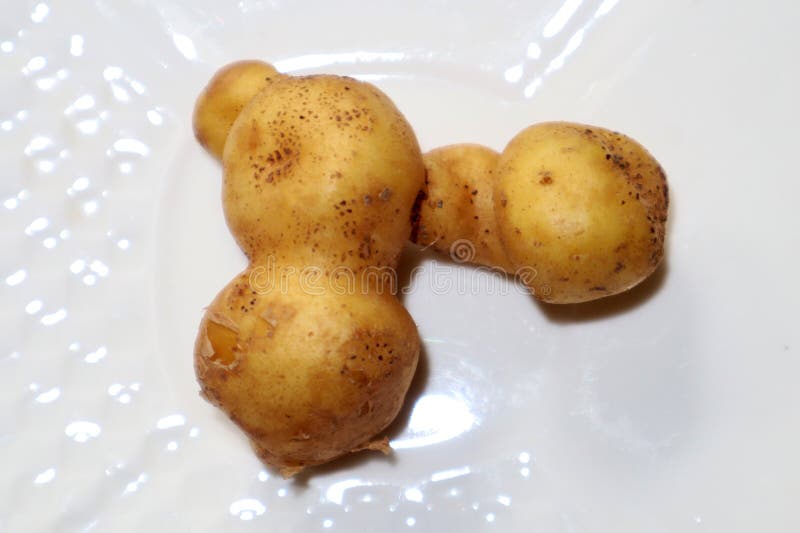 Ginger-shaped Raw Potatoes on the Plate Stock Image - Image of ...