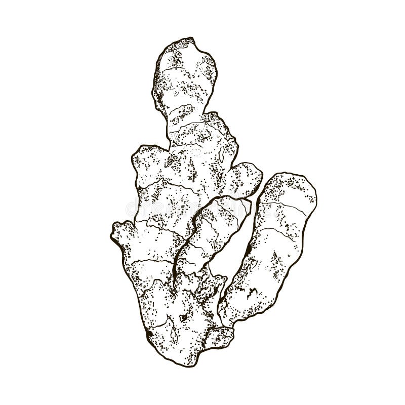 Ginger sketch. harvesting stock vector. Illustration of cooking - 94874234