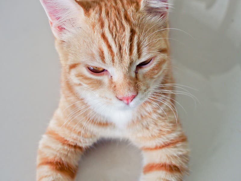 Ginger Sleepy Cat, Slumbering Cat, Cat Face Stock Photo - Image of ...