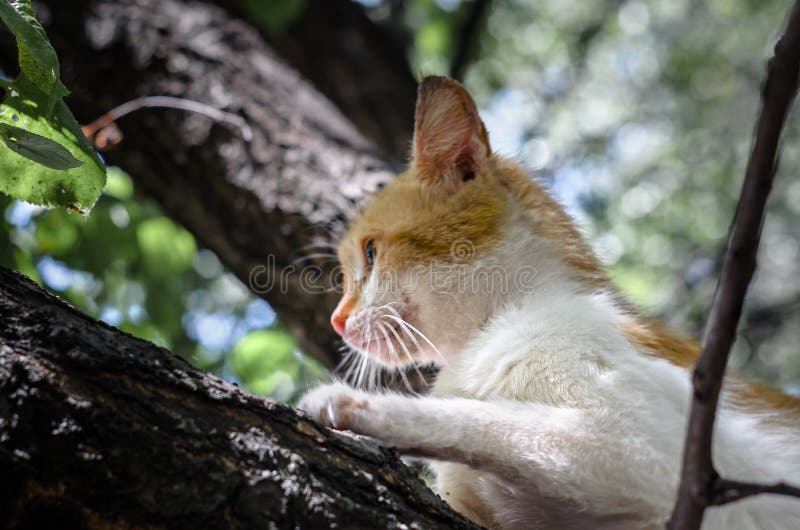 Ginger Cat and a Spotted Bear Stock Image - Image of spotted, bear ...