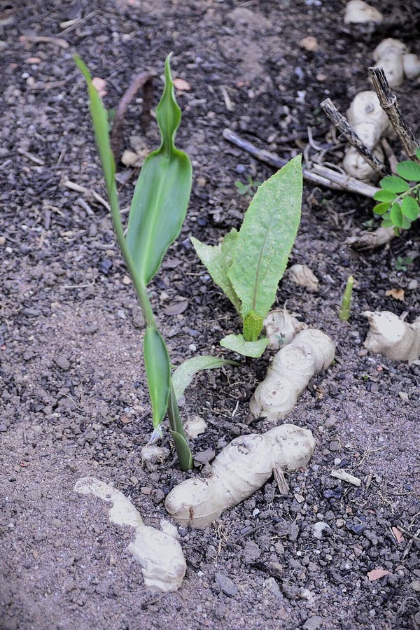 Ginger Sprouting from the Ground Stock Image - Image of agriculture ...