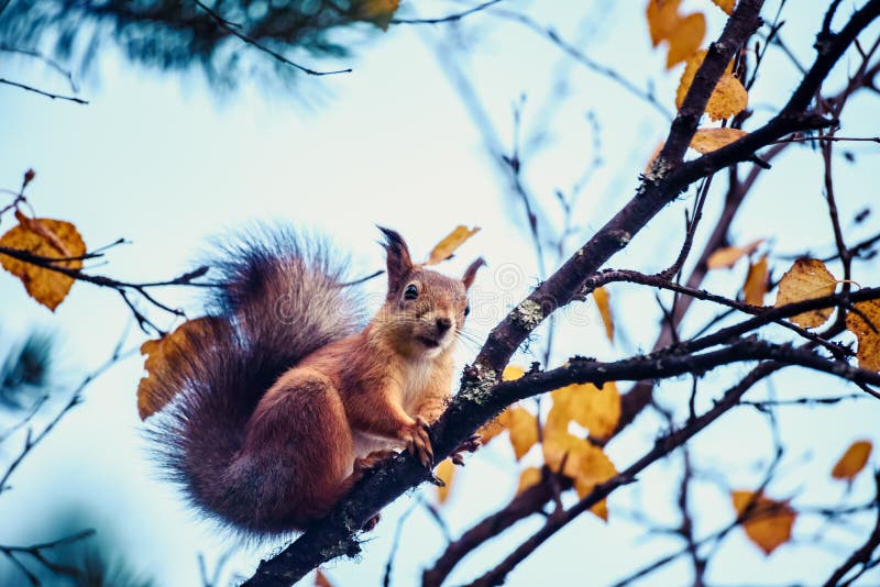 Ginger Squirrel on Birch Branches in Autumn Stock Image - Image of ...