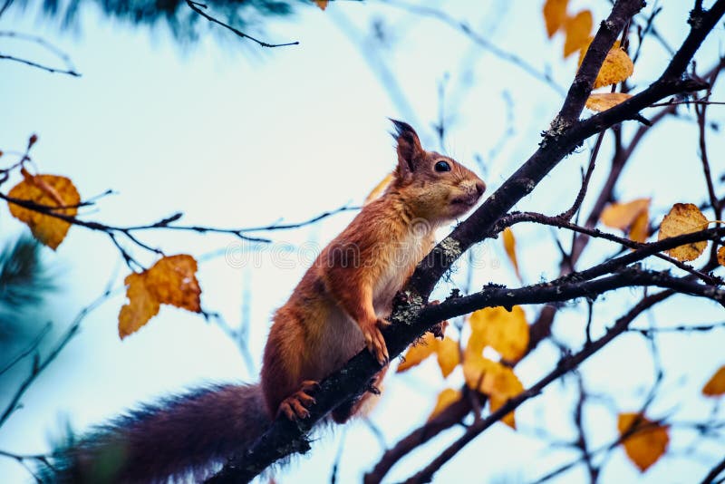 Ginger Squirrel on Birch Branches in Autumn Stock Image - Image of ...