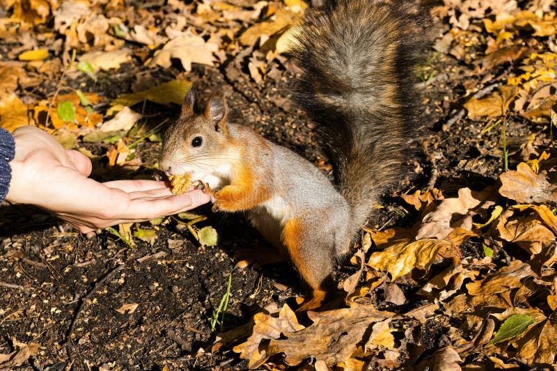 Ginger Squirrel Eating a Nut from Hand Stock Photo - Image of small ...