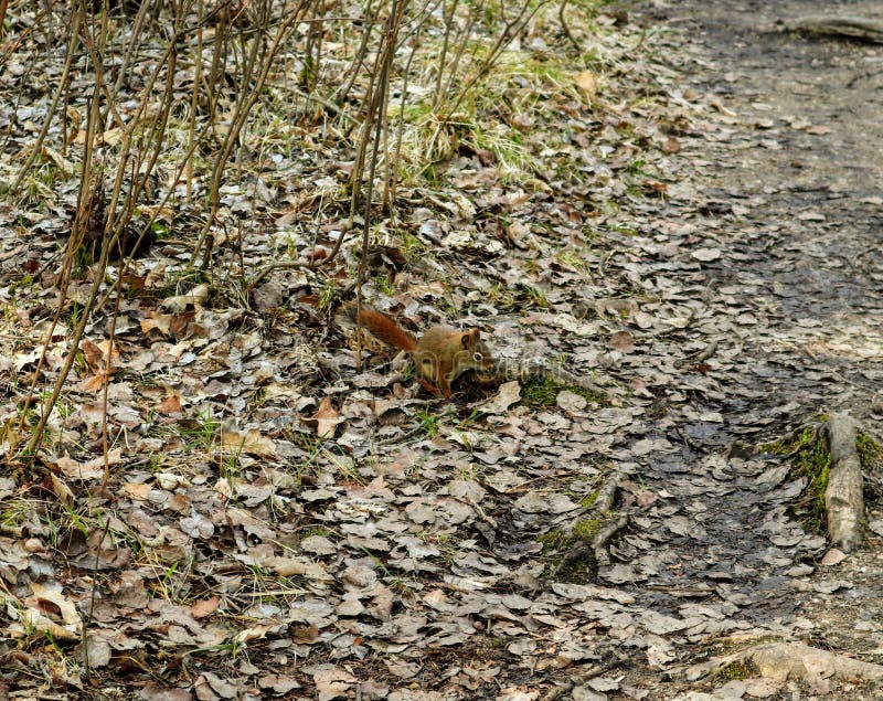 A Ginger Squirrel with a Fluffy Tail Sits on the Ground. Stock Photo ...