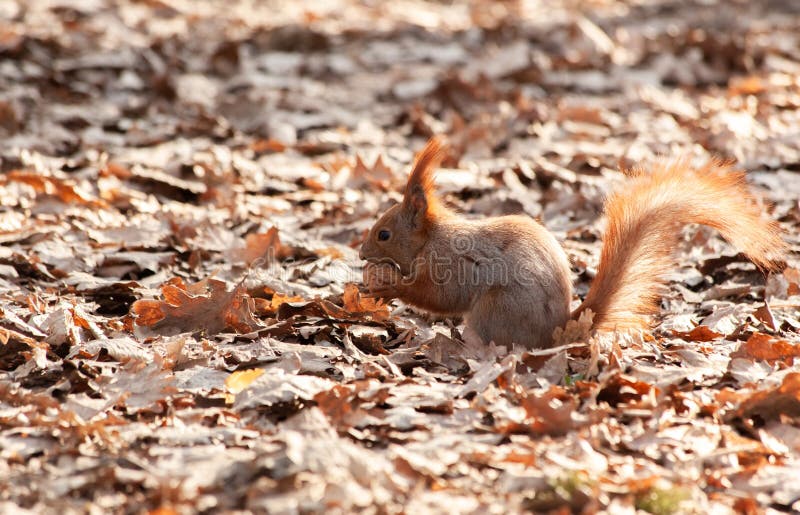A Ginger Squirrel Gnaws a Walnut. Stock Image - Image of holds, outdoor ...
