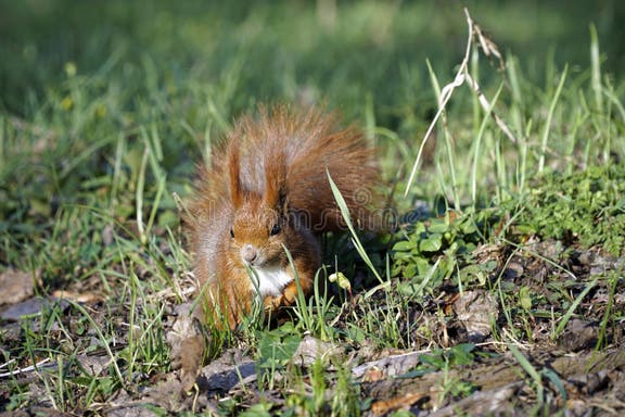 Ginger Squirrel on Grass in Park Stock Photo - Image of grass, ginger ...
