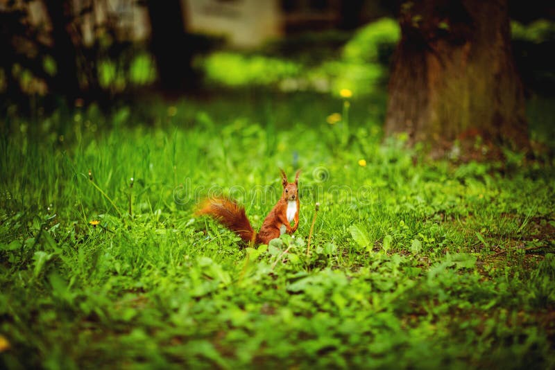 Ginger Squirrel on Green Grass in Spring Park. Squirrel Sitting on Lawn ...