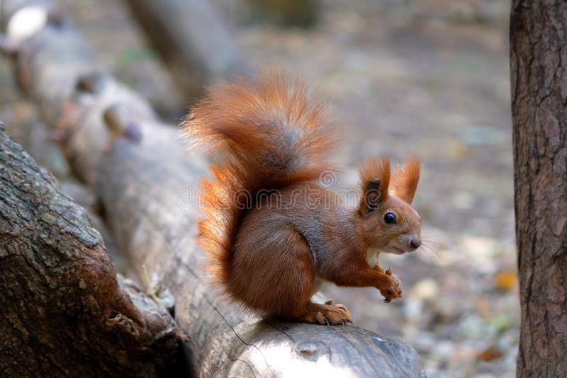 A Ginger Squirrel Holds a Nut in Its Paws and Looks at the Camera Stock ...
