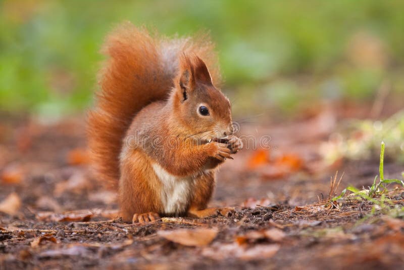 Red Squirrel stock image. Image of tail, english, fluffy - 12999251