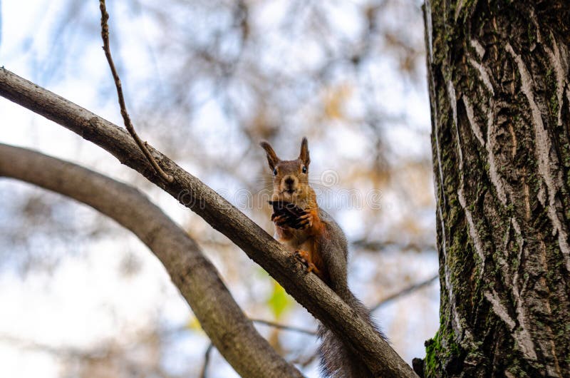 A Ginger Squirrel Sits Motionless on a Tree Branch, Holds a Nut and ...