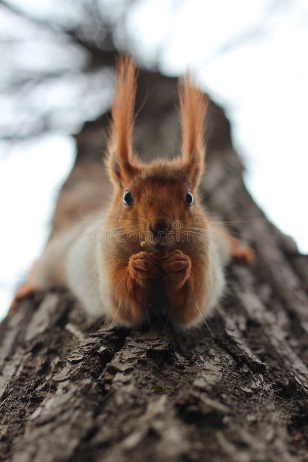 Ginger Squirrel on the Tree Stock Image - Image of wild, tail: 240003259